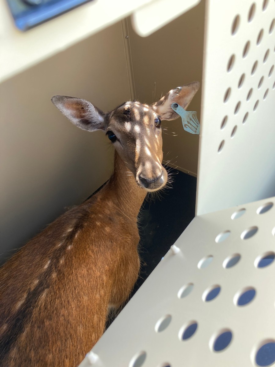 Welcome to BRC Deer, Amelia | BRC Fallow Deer